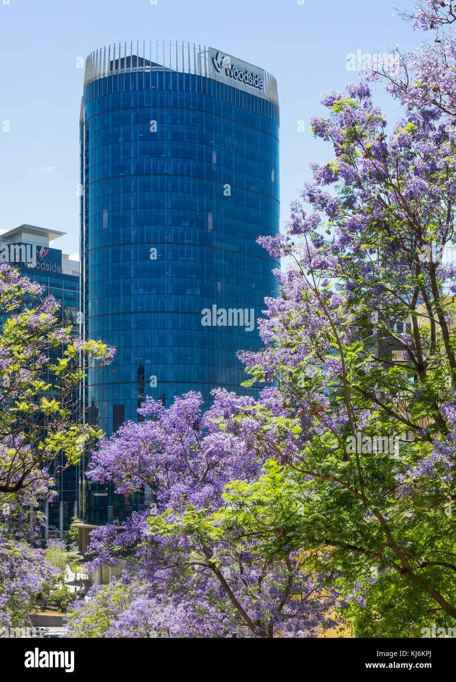 Jacaranda trees in full bloom in Mount St Perth Western Australia, with ...
