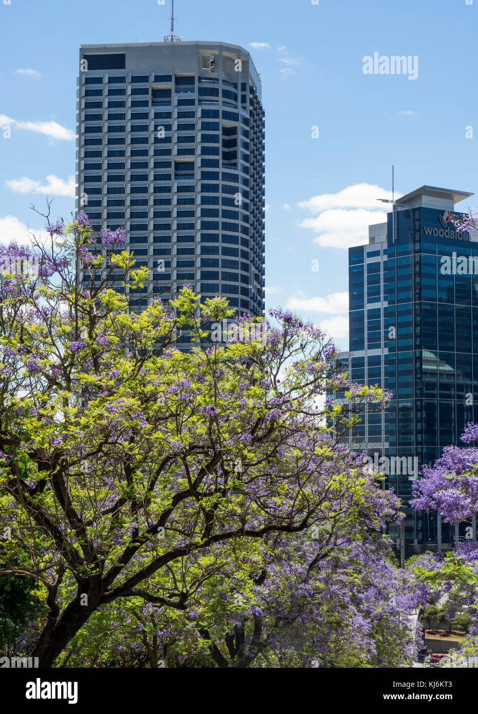 Jacaranda trees in full bloom in Mount St Perth Western Australia, with ...