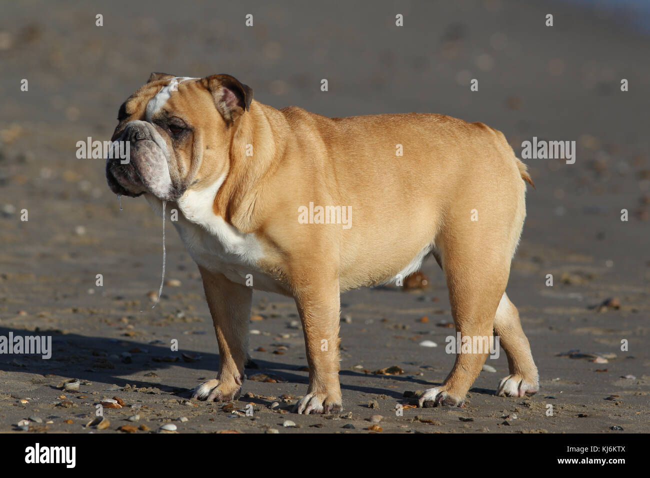 English bulldog standing side view hi-res stock photography and images ...