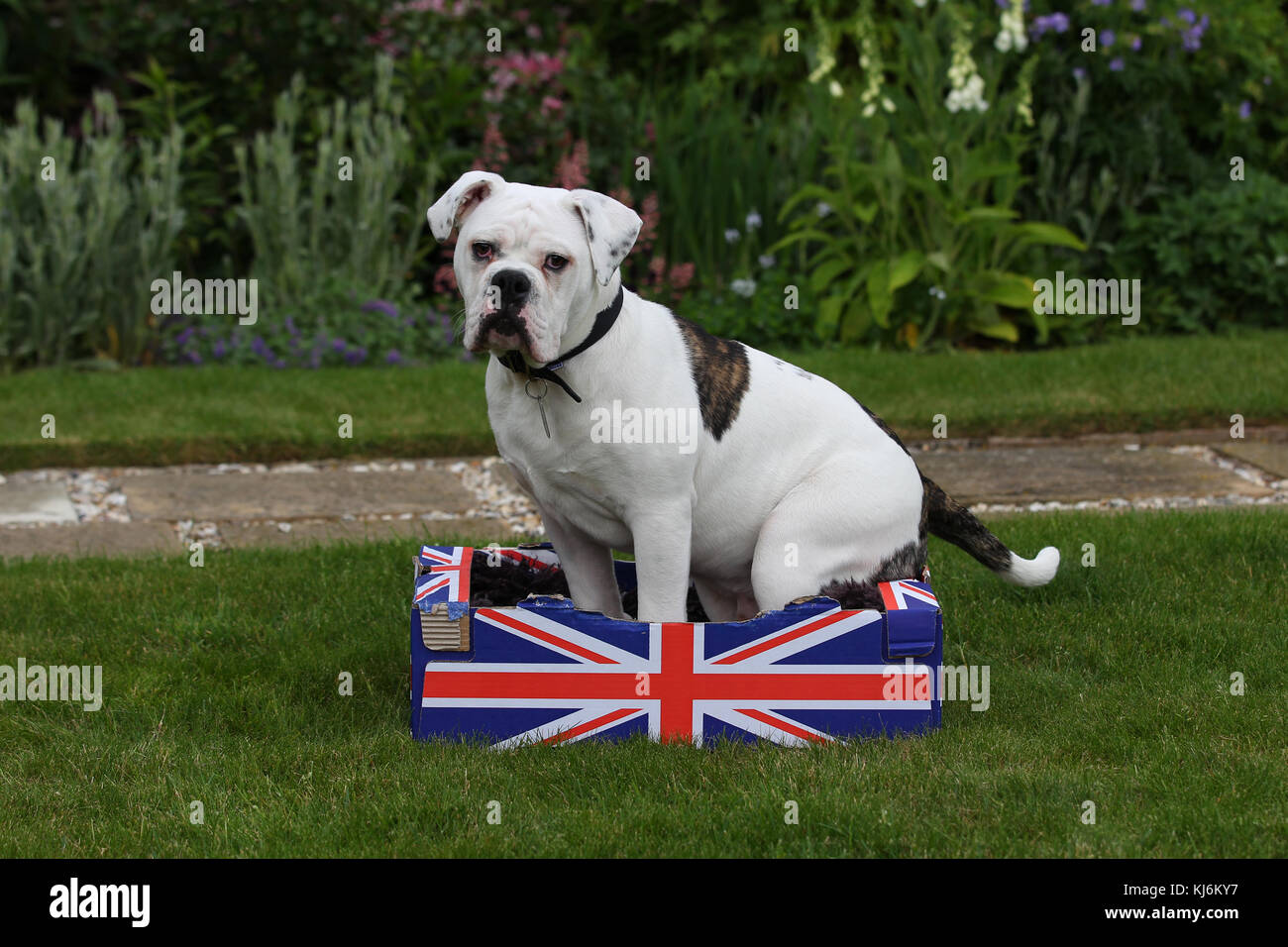 Old Time Bulldog High Resolution Stock Photography and Images - Alamy