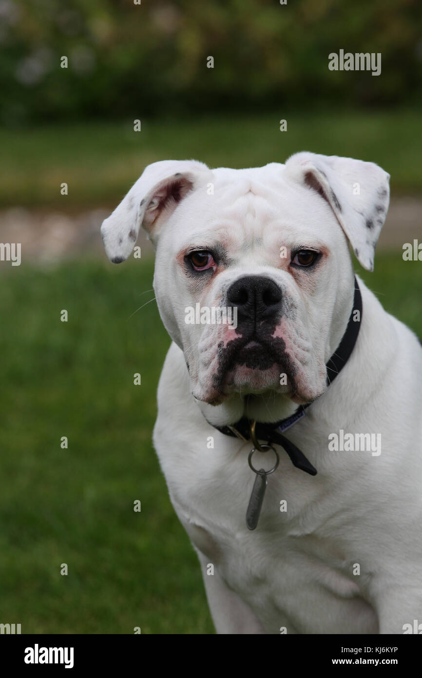 Old Time Bulldog High Resolution Stock Photography and Images - Alamy