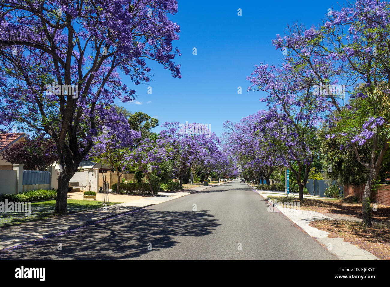 A suburban street in Applecross lined with jacaranda trees in full ...