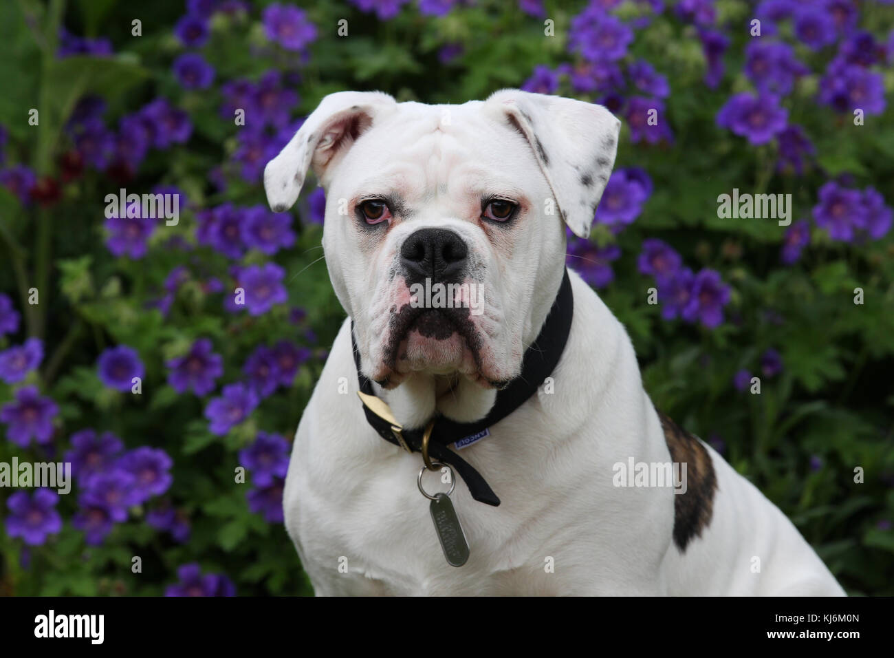 Old Time Bulldog High Resolution Stock Photography and Images - Alamy