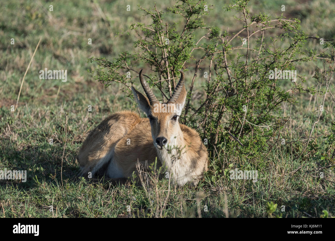 Redunca redunca bohor hi-res stock photography and images - Alamy