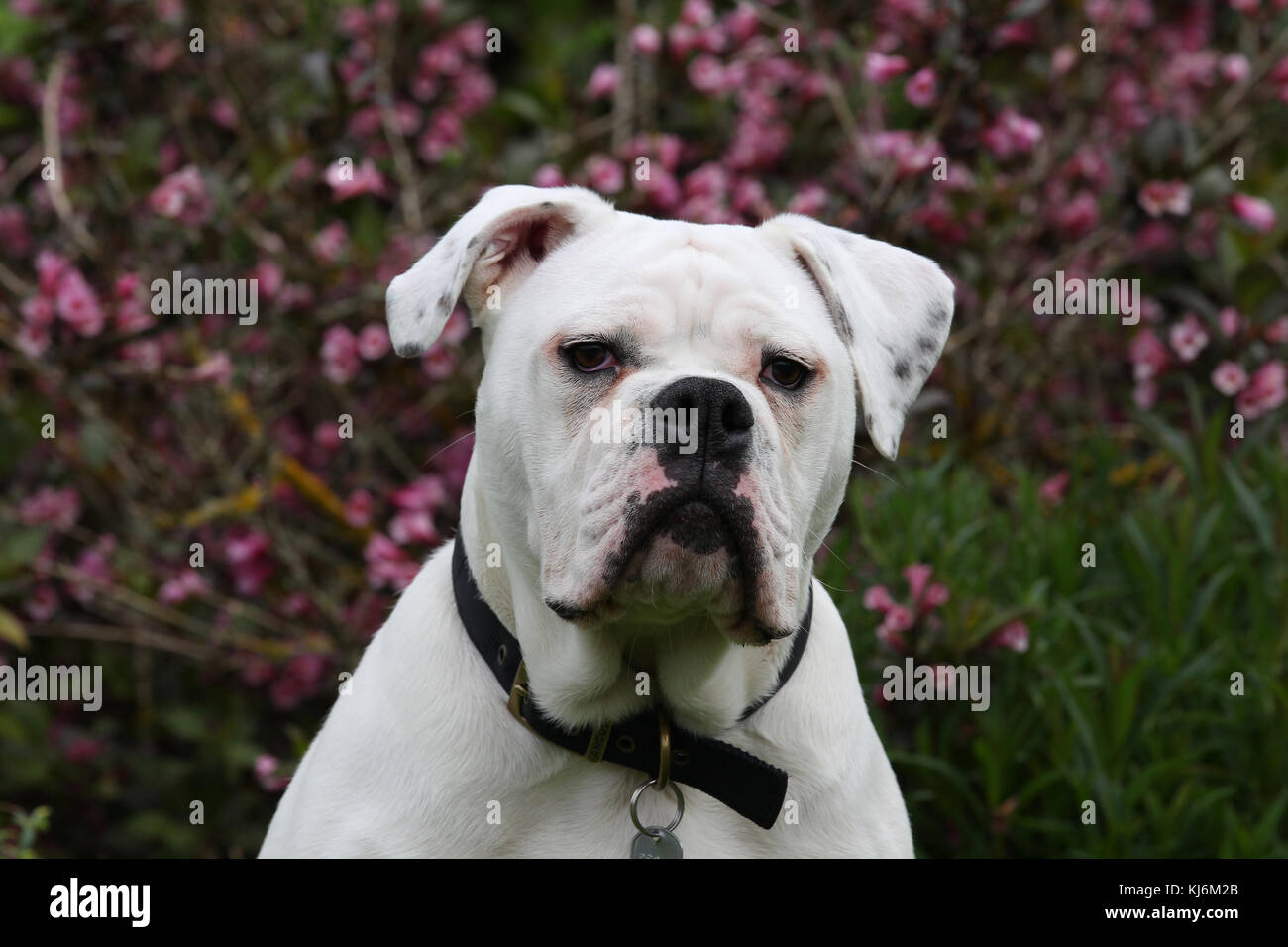 Dorset Olde Tyme Bulldogge High Resolution Stock Photography and Images ...