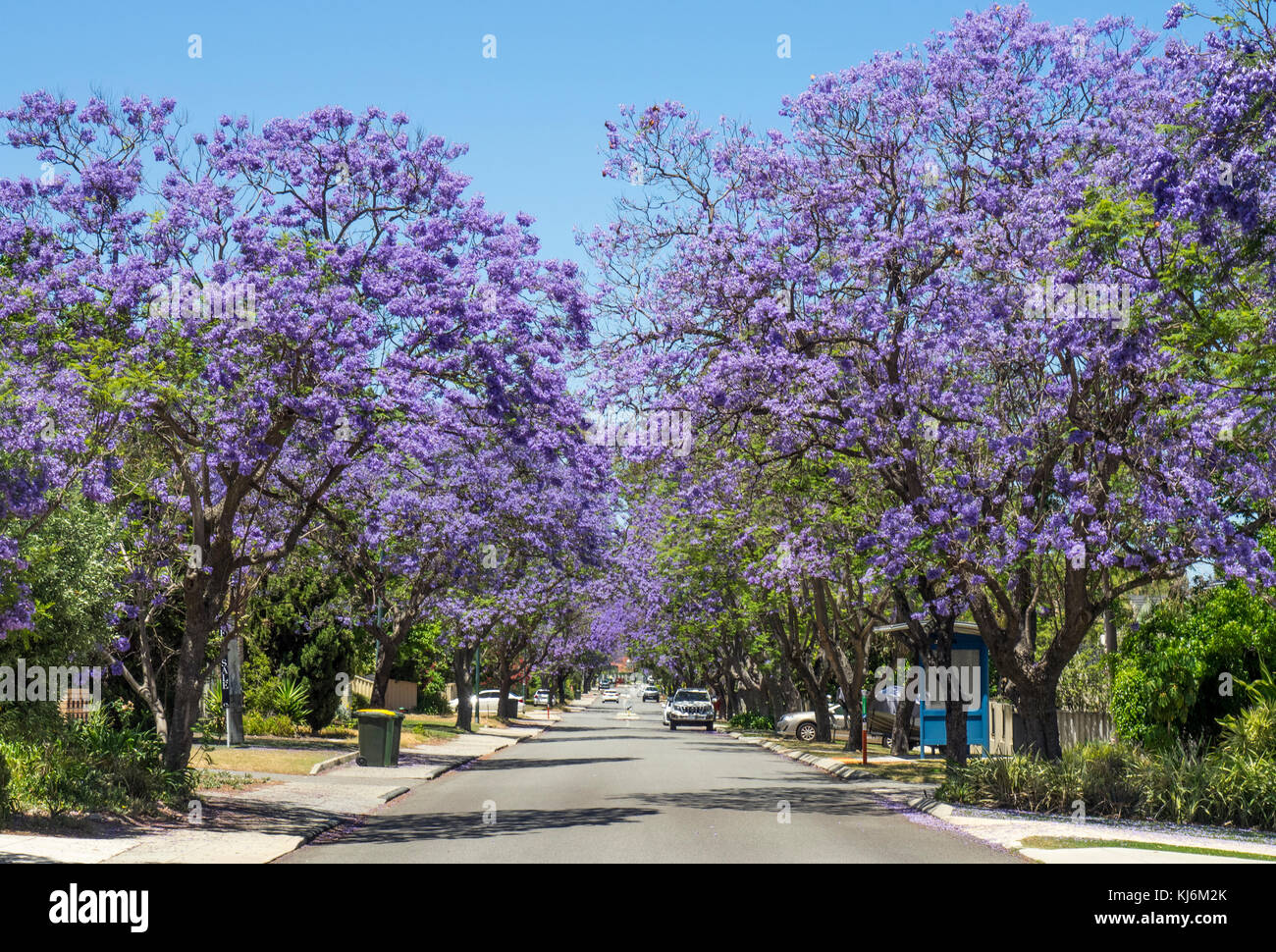 A suburban street in Applecross lined with jacaranda trees in full ...