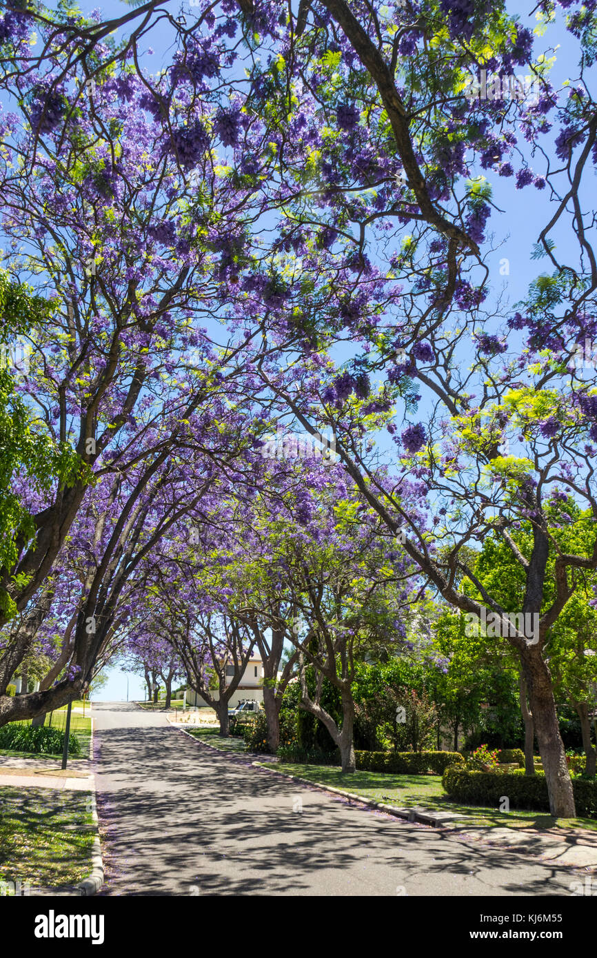 A suburban street in Applecross lined with jacaranda trees in full ...