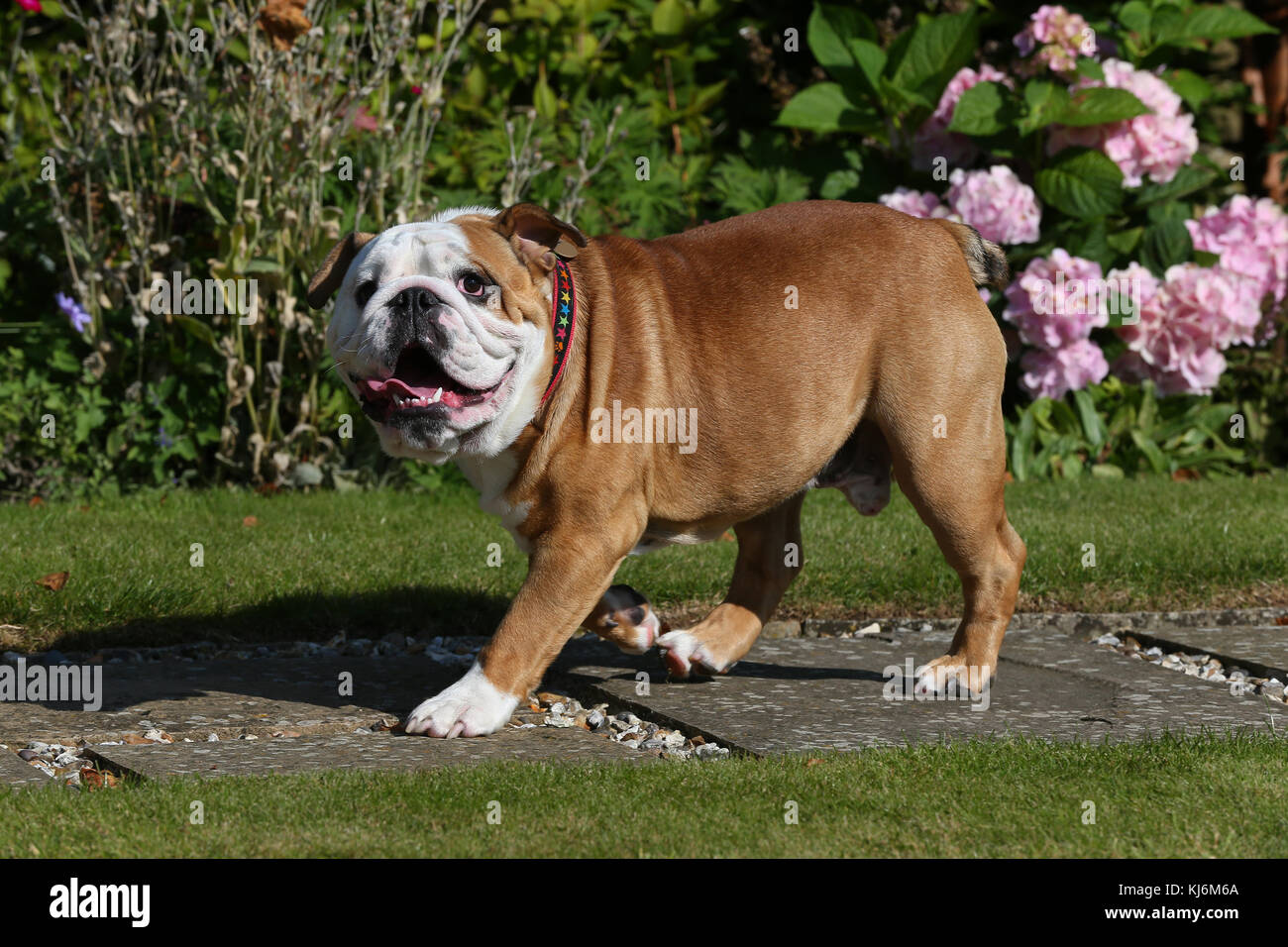 English bulldog flower hi-res stock photography and images - Alamy