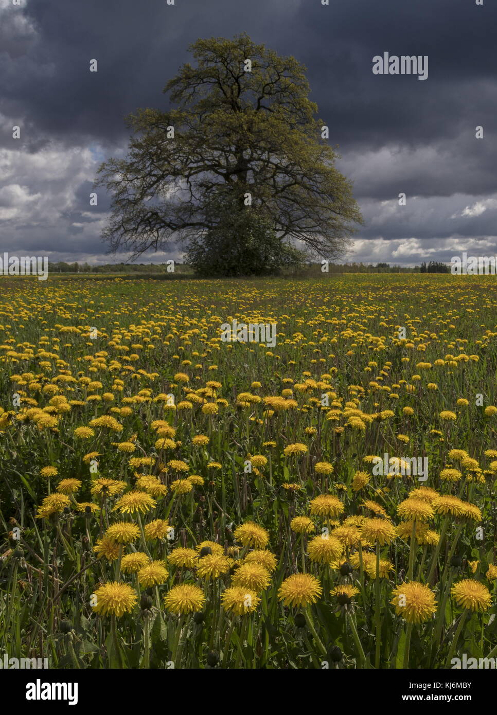 Dandelion field, with Common Oak tree, near Lihula in western Estonia ...