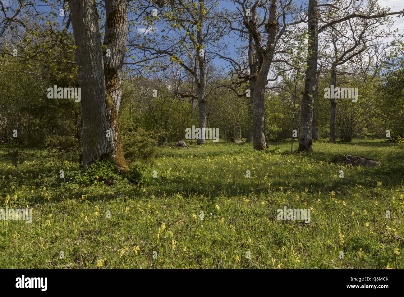 Loode Oak wood in spring, with Cowslips, Primula veris and other ...