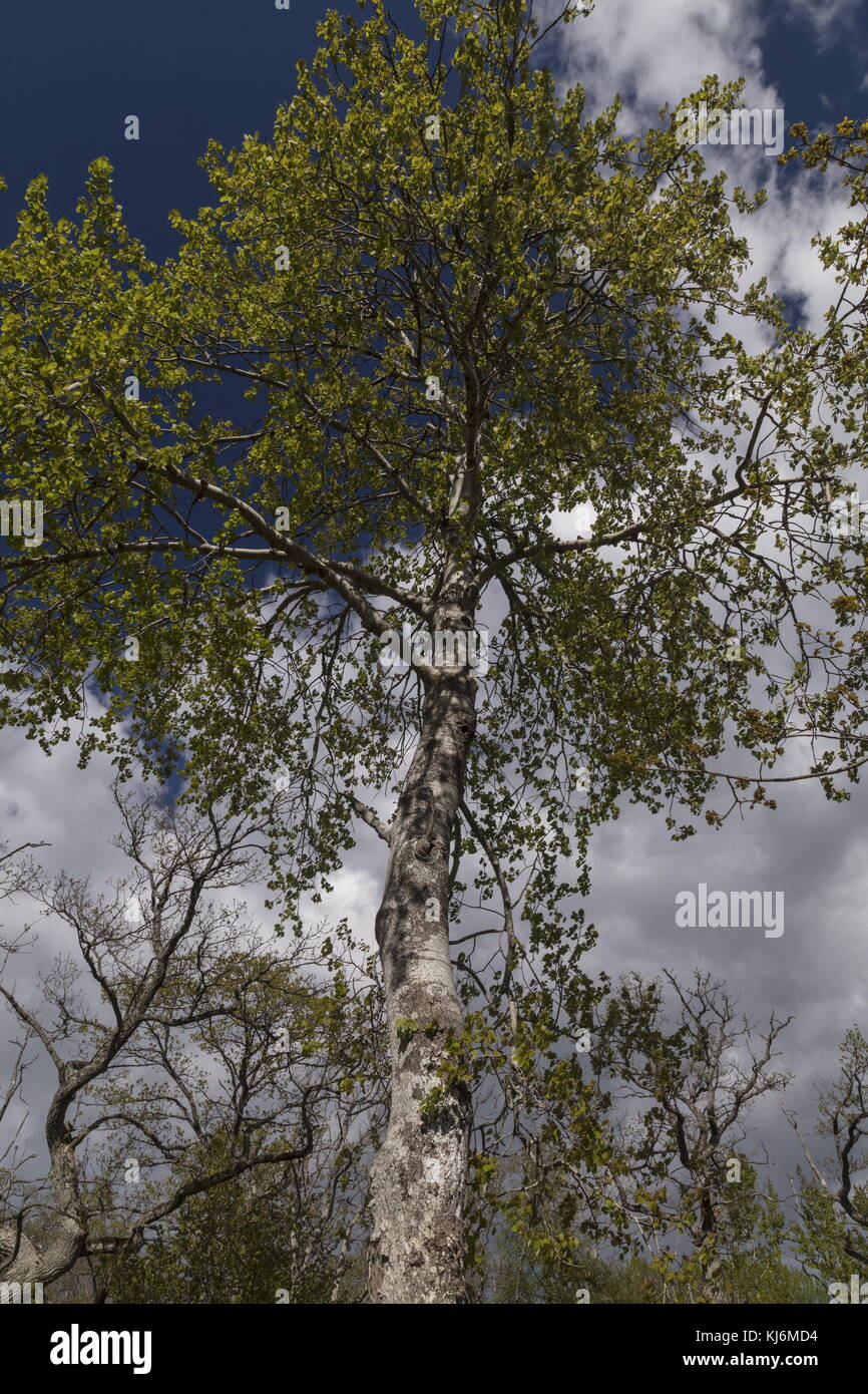 Populus tremula hi-res stock photography and images - Alamy
