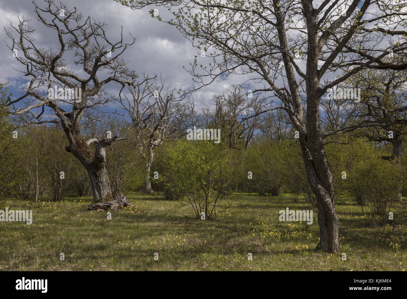 Loode Oak wood in spring, with Cowslips, Primula veris and other ...