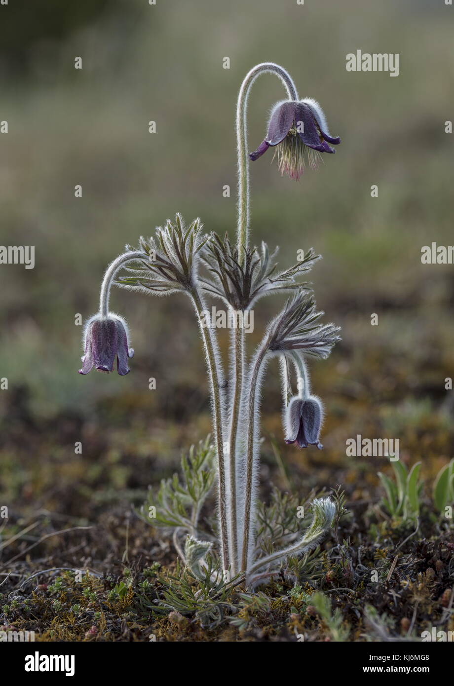True pasque flower hi-res stock photography and images - Alamy