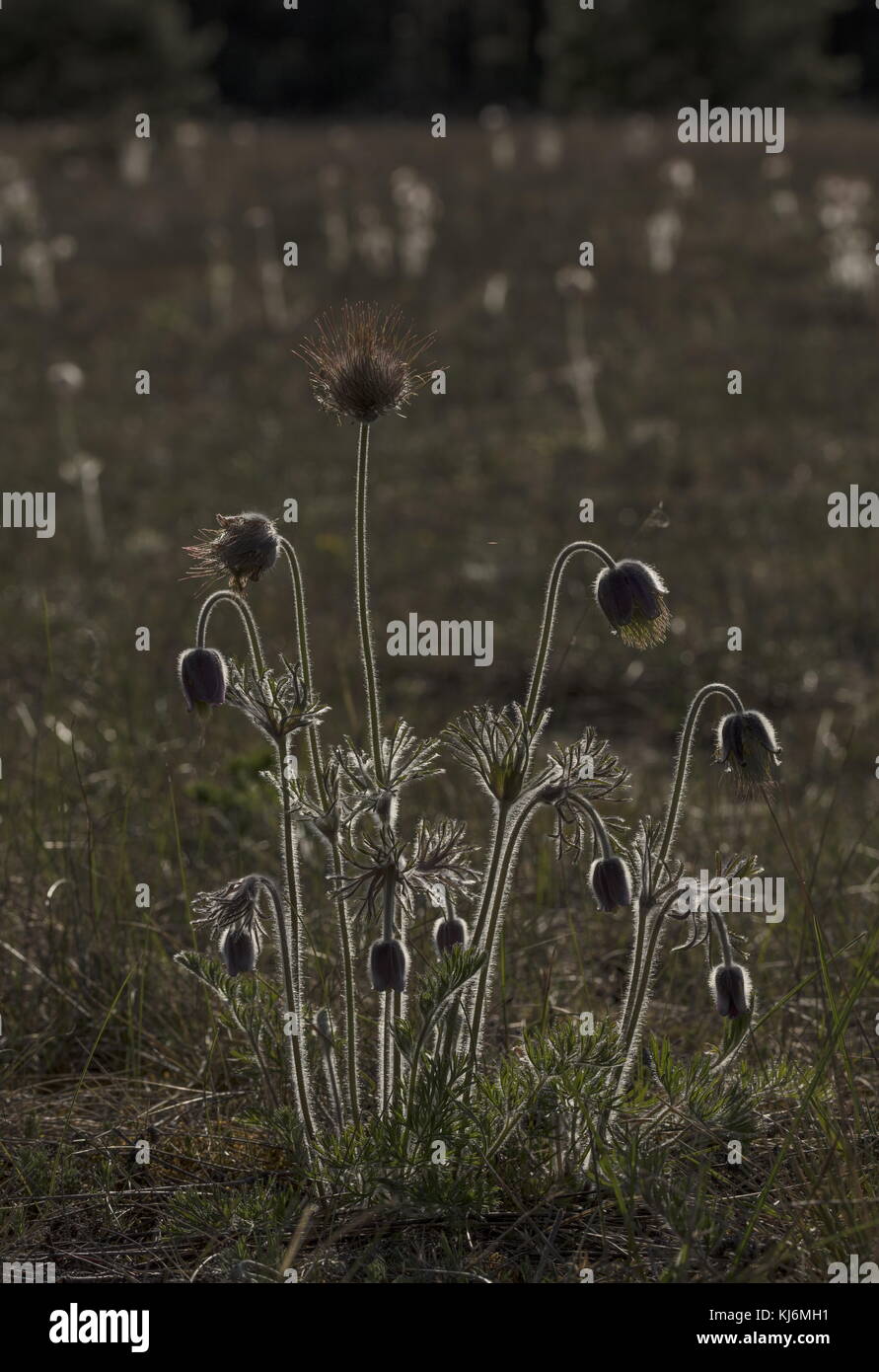 Small Pasque Flower, Pulsatilla pratensis, in flower and fruit, on ...