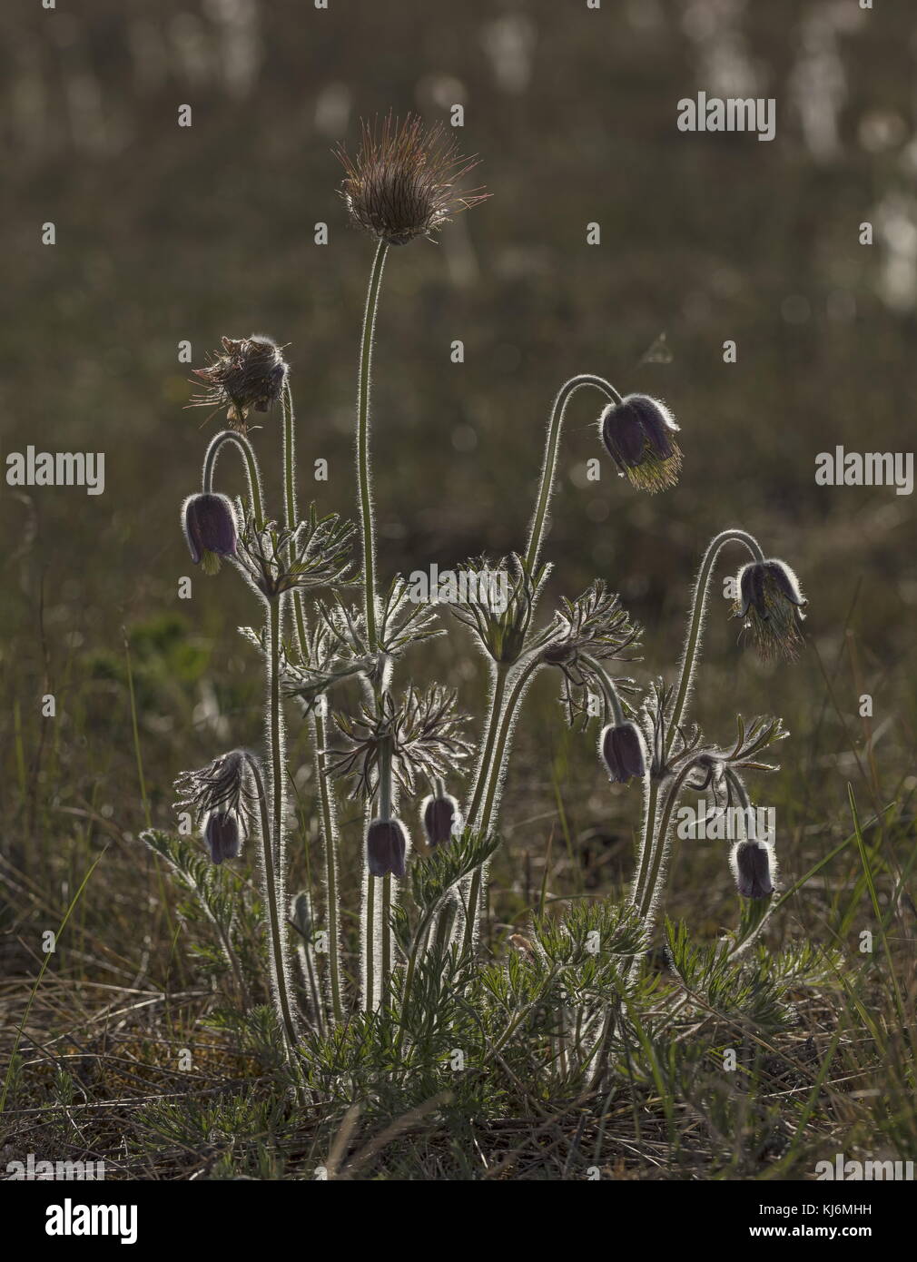 Small Pasque Flower, Pulsatilla pratensis, in flower and fruit, on ...