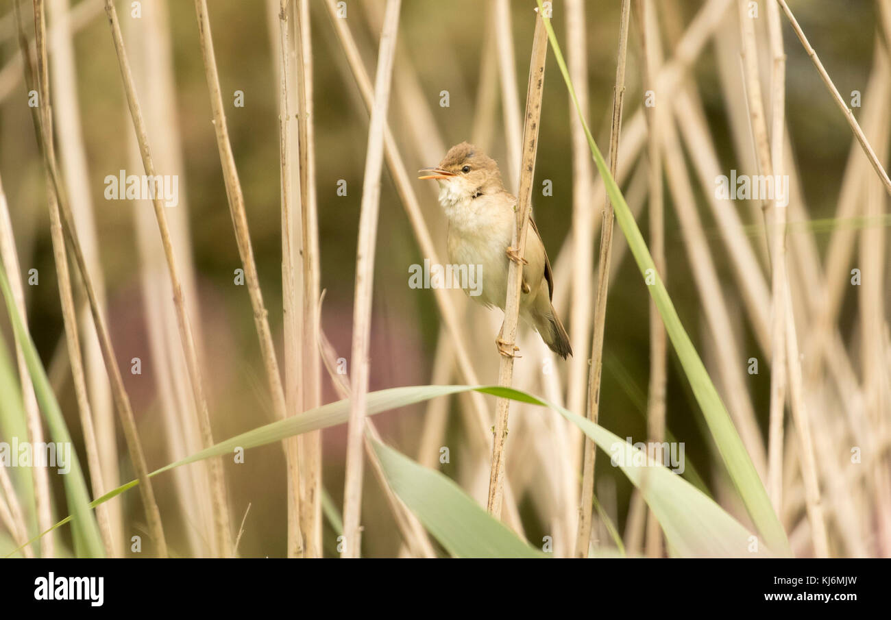 Chorus of birds hi-res stock photography and images - Alamy