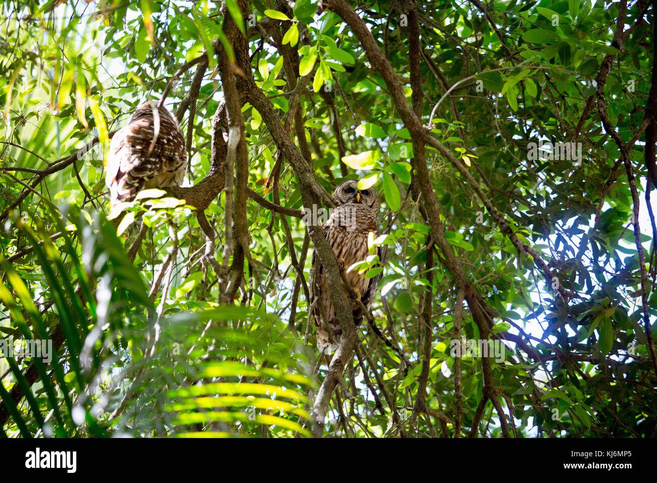 Two Barred Owls roost in a LIve Oak tree Stock Photo - Alamy