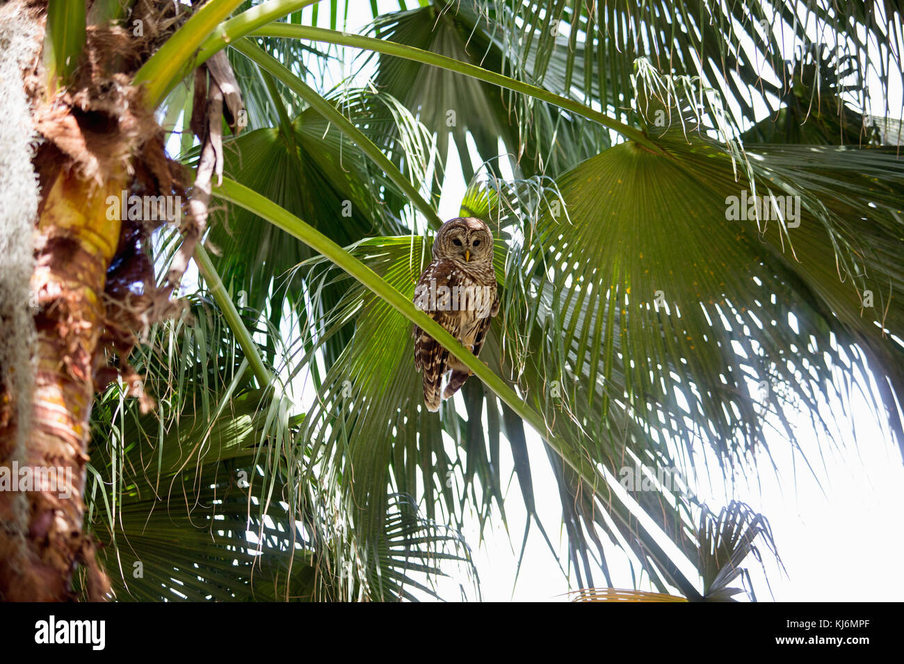 Two Barred Owls roost in a LIve Oak tree Stock Photo - Alamy