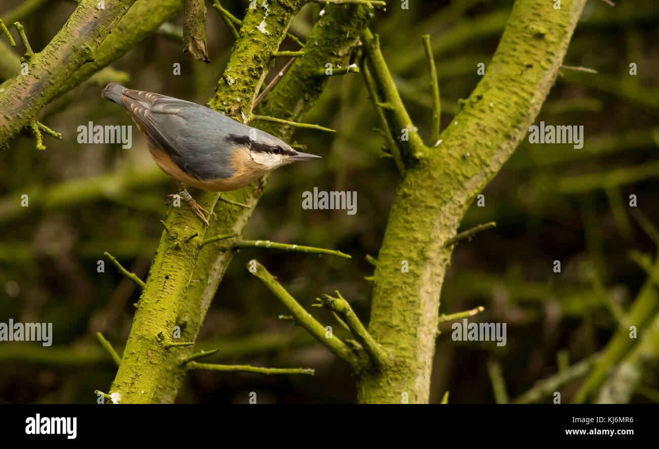 European Nuthatch Sitta europaea Stock Photo - Alamy