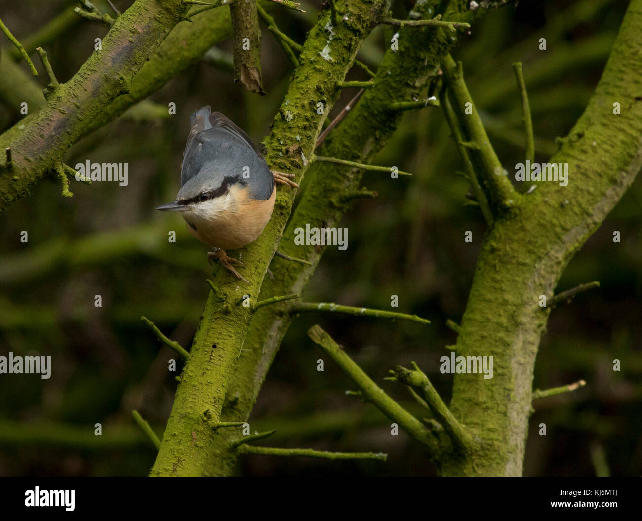 Nuthatch climb hi-res stock photography and images - Alamy
