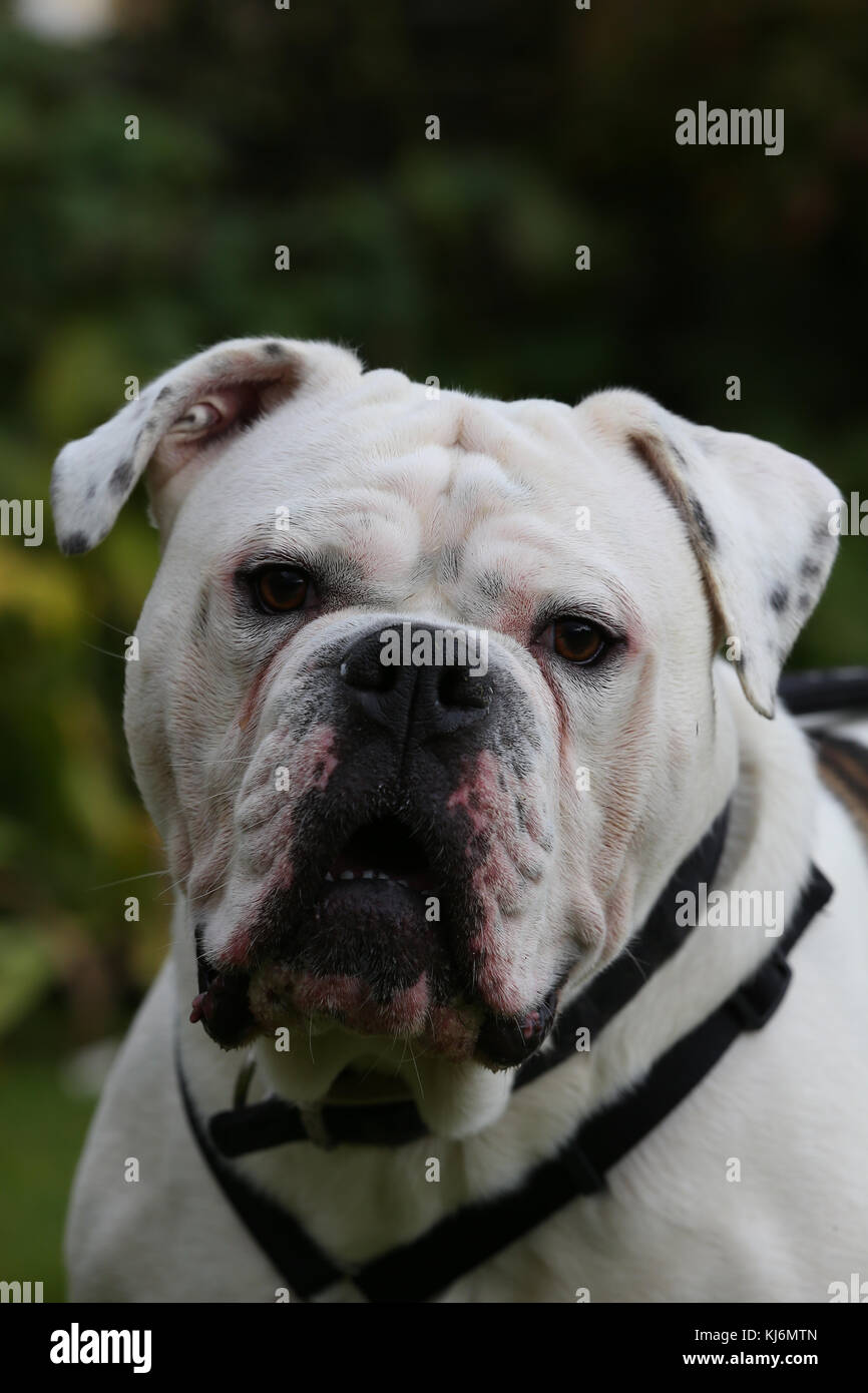 Old Time Bulldog High Resolution Stock Photography and Images - Alamy