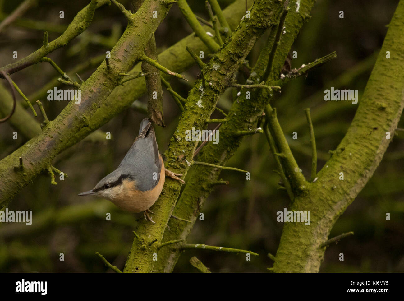 European Nuthatch Sitta europaea Stock Photo - Alamy