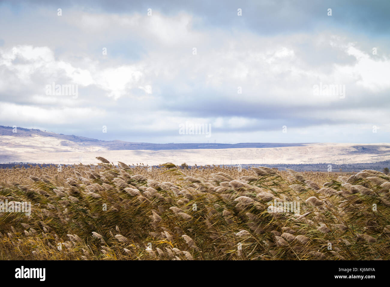 Sugar cane against the blue mountains. Reed ordinary Stock Photo - Alamy