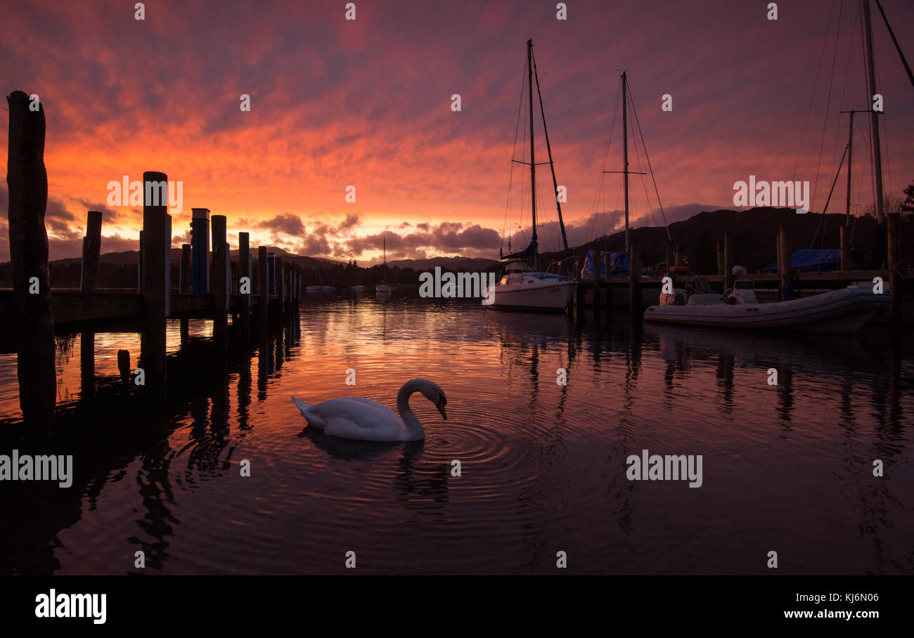 A Swan at Sunset at Waterhead Pier on Lake Windermere near Ambleside ...