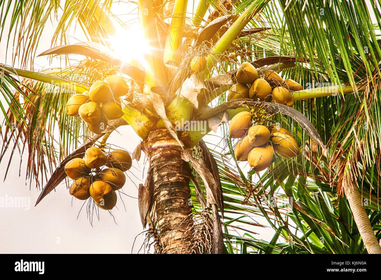 closeup of coconut tree with coconuts in the sunlight Stock Photo - Alamy