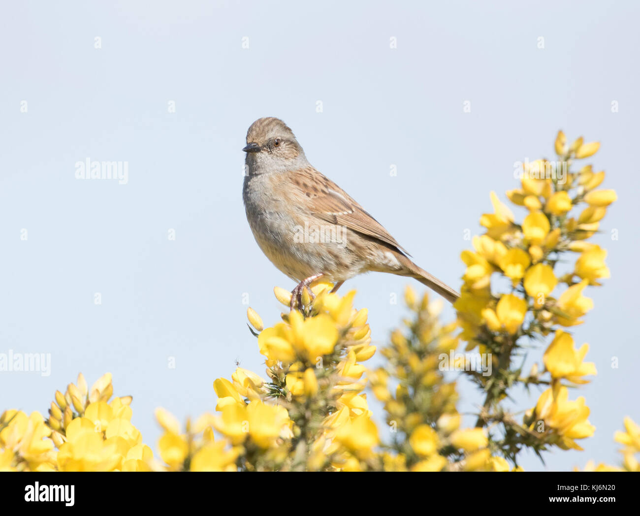 Dunnock on gorse hi-res stock photography and images - Alamy