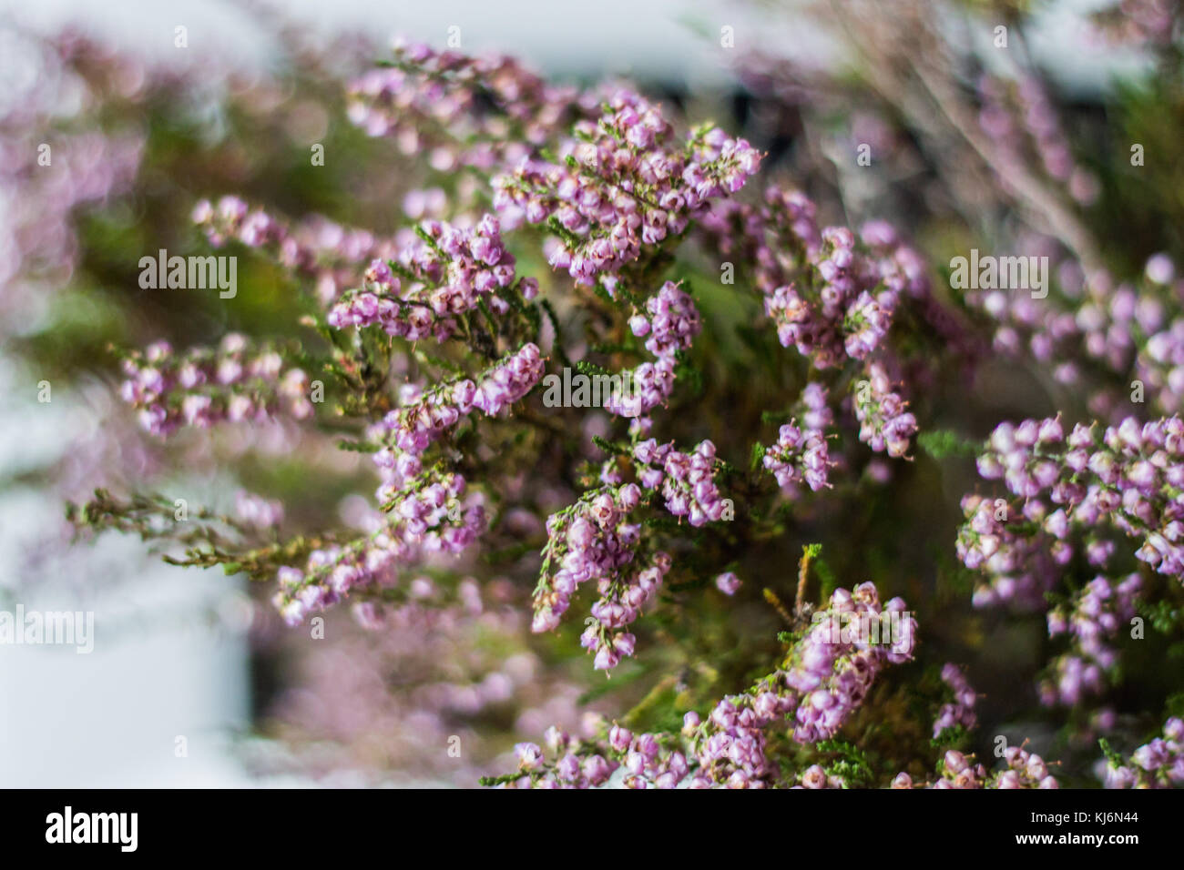 Calluna vulgaris - known as common heather, ling, or simply heather ...