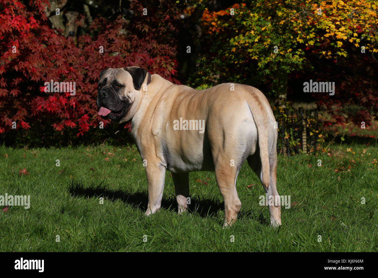 Bullmastiff back view standing on grass panting with Autumn leaves in ...