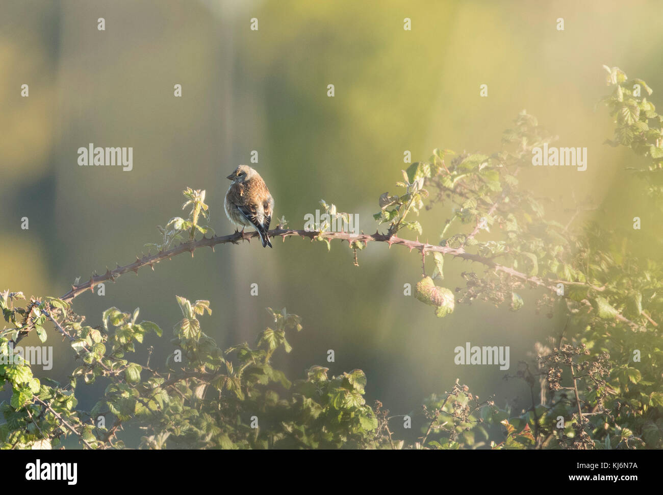 Biodiversity of british birds hi-res stock photography and images - Alamy