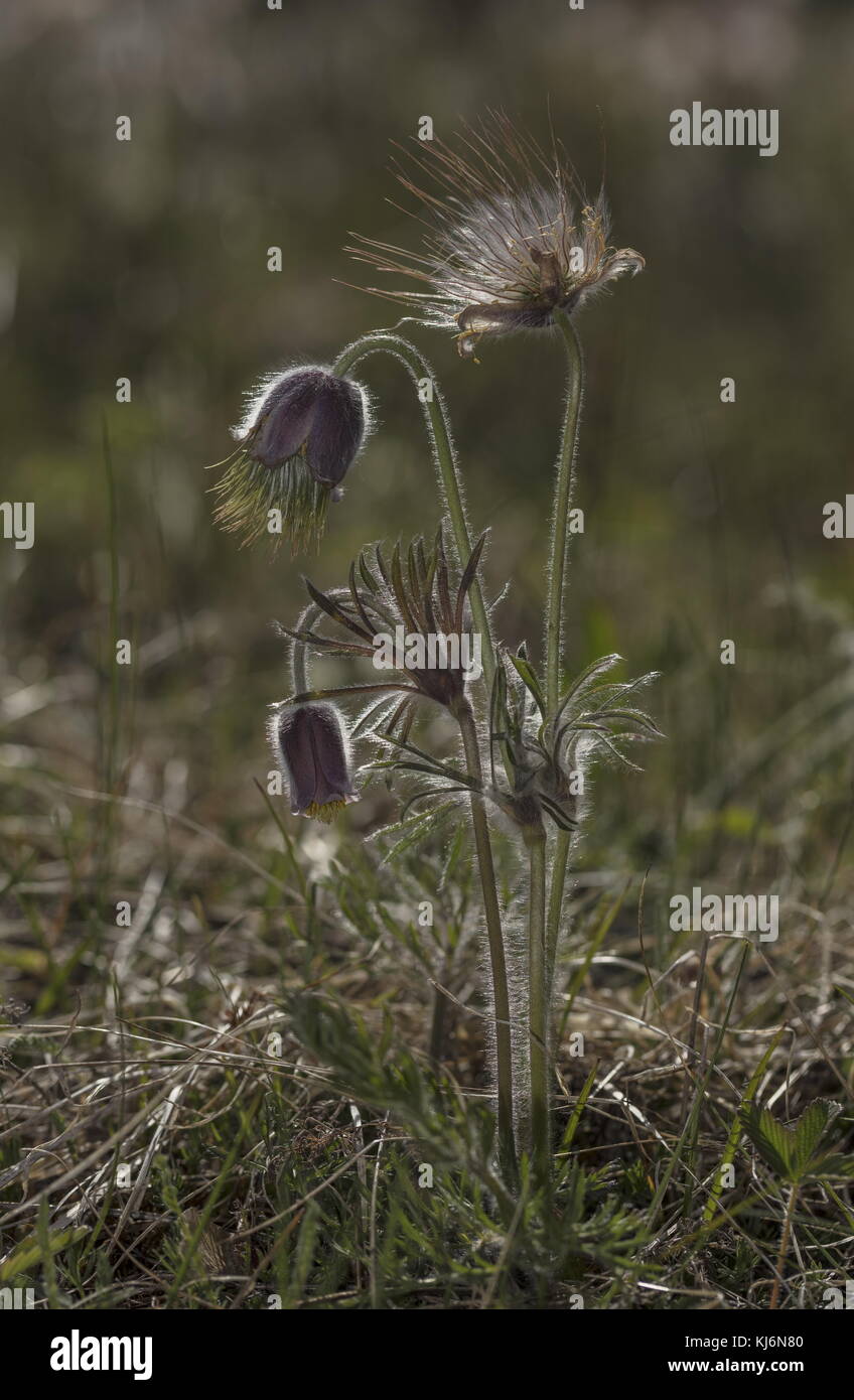 Small Pasque Flower, Pulsatilla pratensis, in flower and fruit, on ...