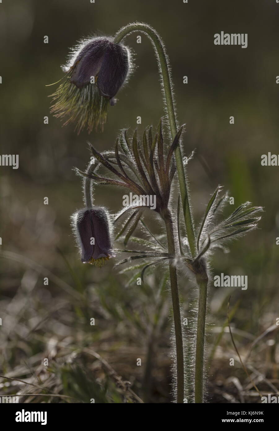Small Pasque Flower, Pulsatilla pratensis, in flower, on sandy coastal ...