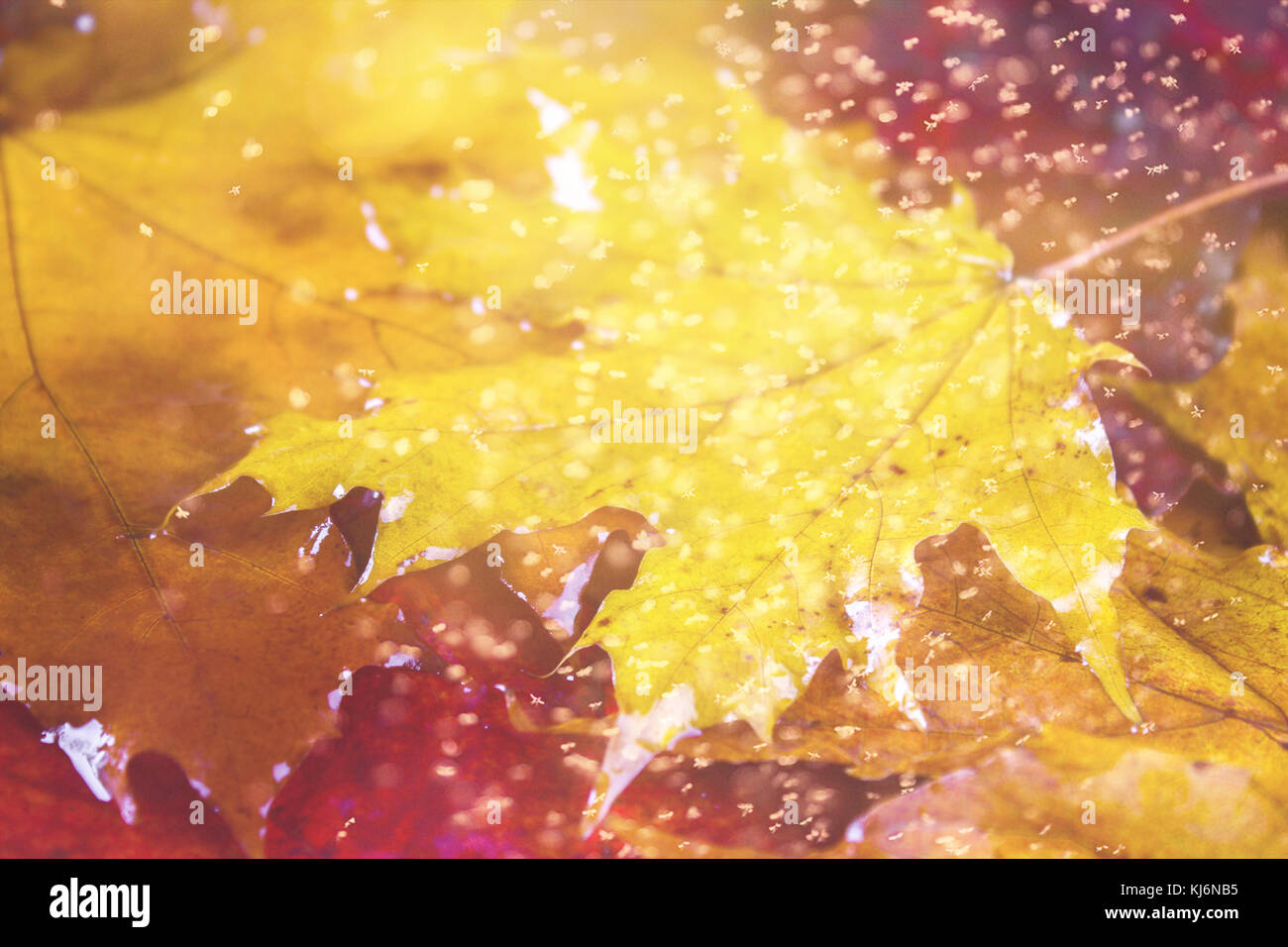 Yellow and orange autumn background with maple leaves Stock Photo - Alamy