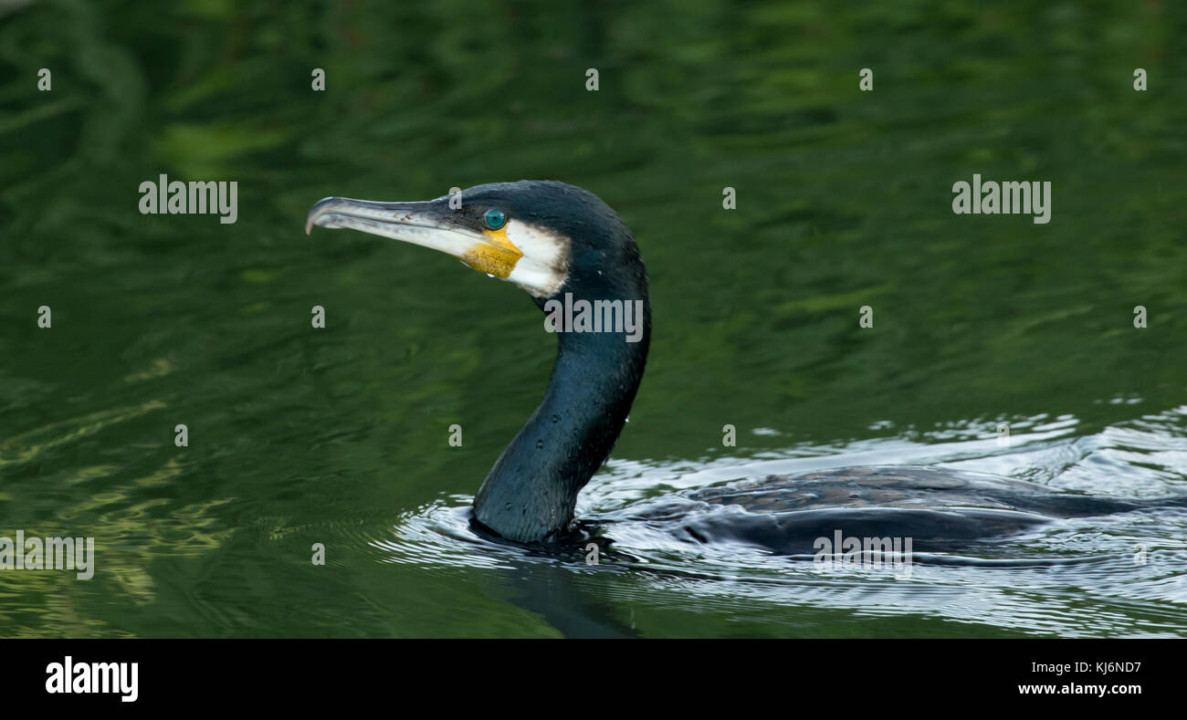 Fish eating diving bird cormorant hi-res stock photography and images ...