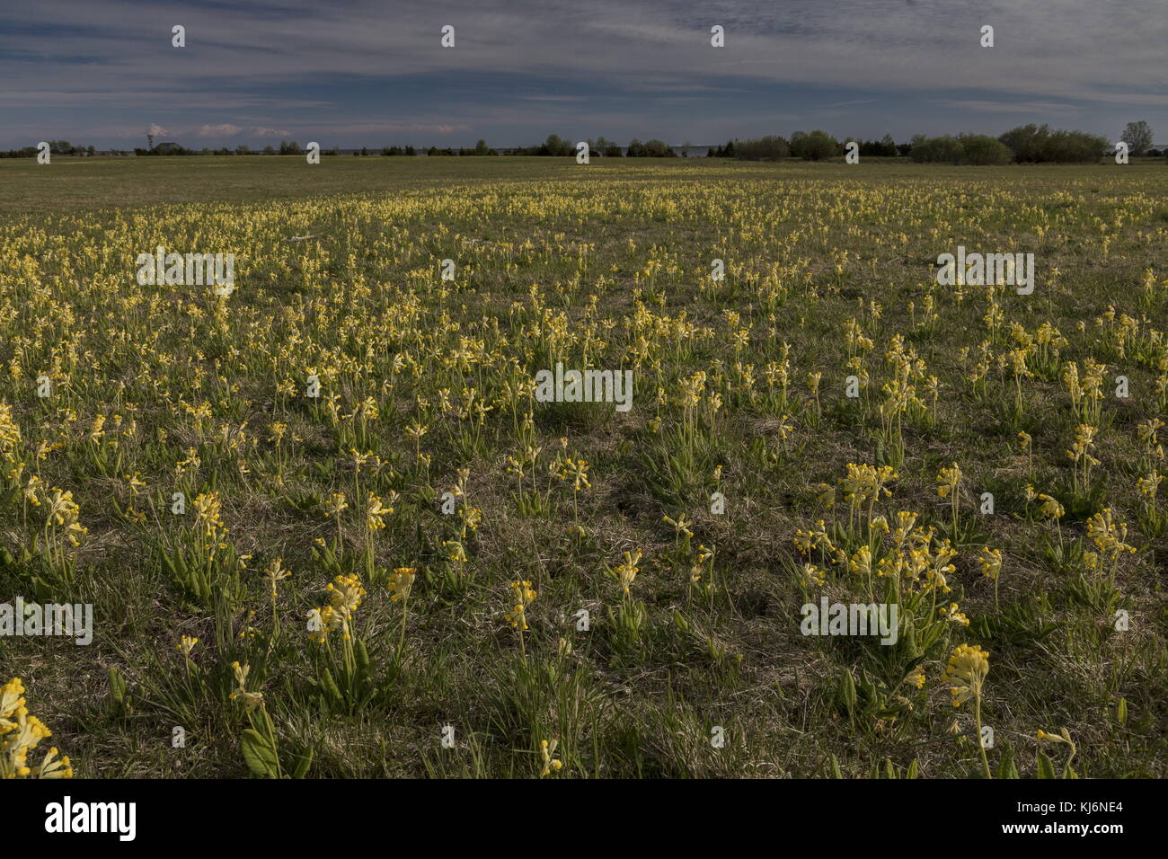 Large coastal field full of Cowslips, Primula veris. Saaremaa, Estonia ...