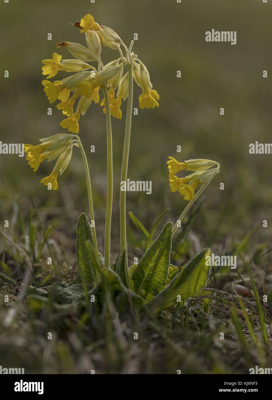 Cowslips, Primula veris in flower in grazed grassland Stock Photo - Alamy