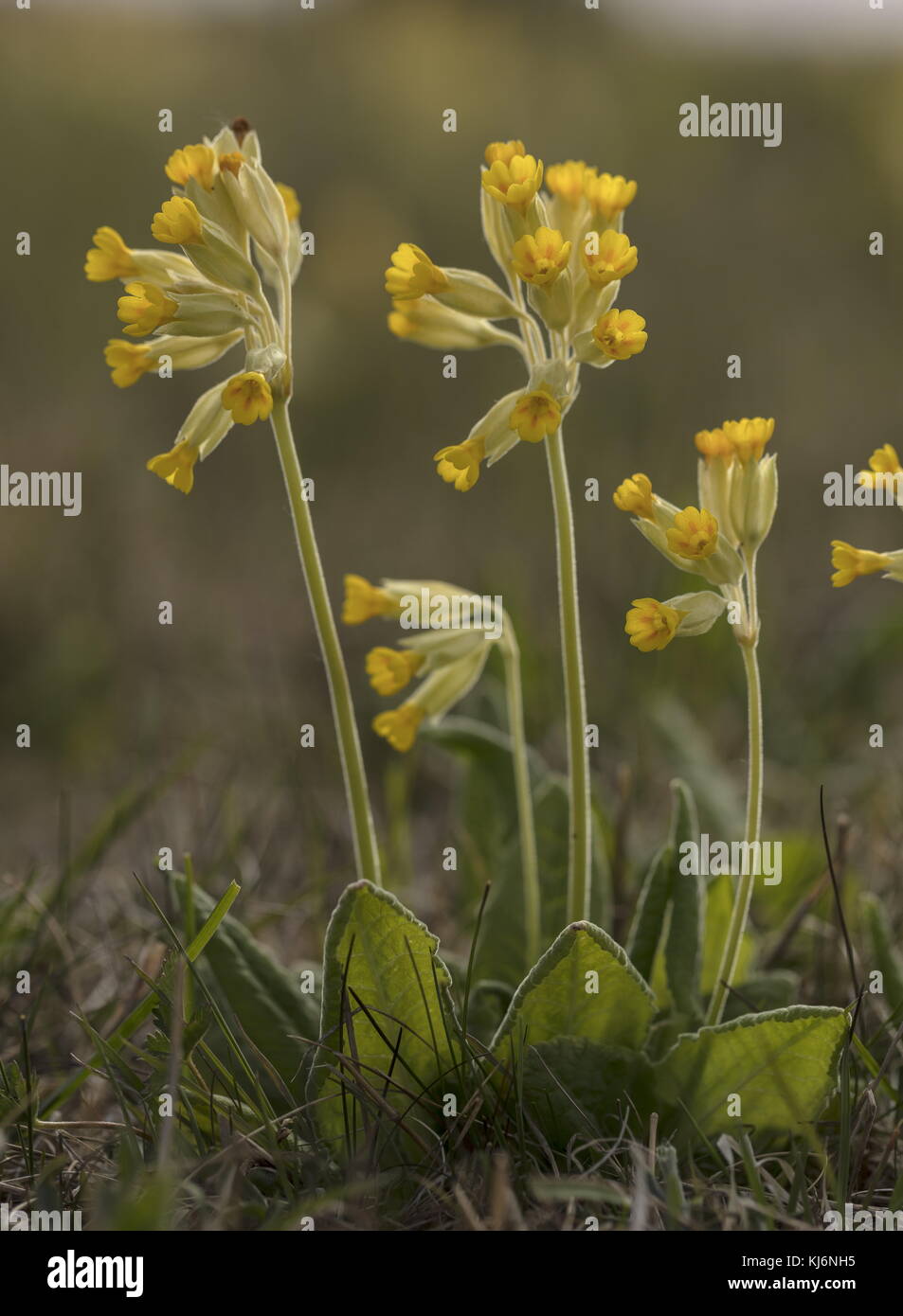 Cowslips, Primula veris in flower in grazed grassland Stock Photo - Alamy