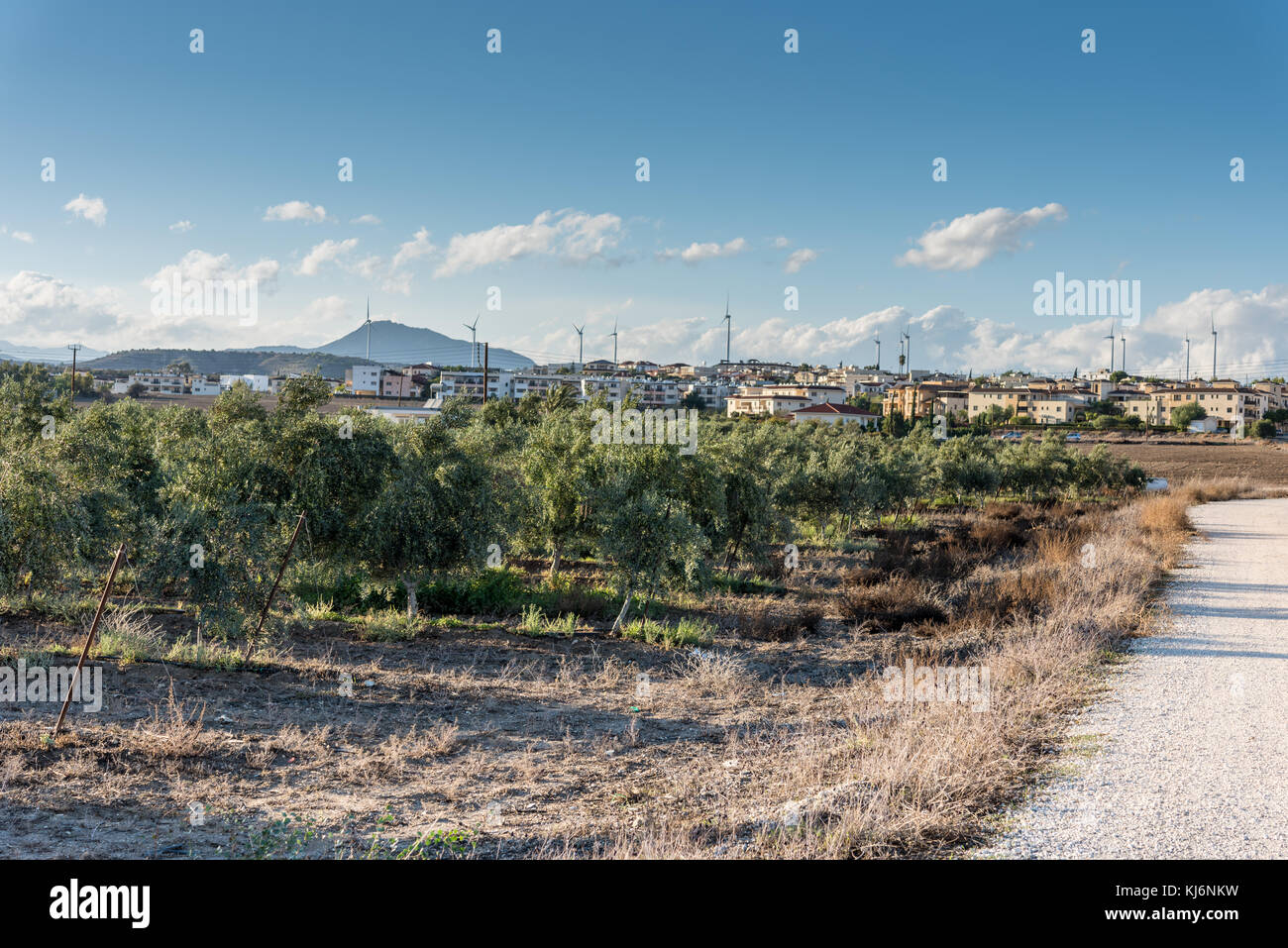 Olive trees in rural Cyprus village - Kiti Stock Photo - Alamy