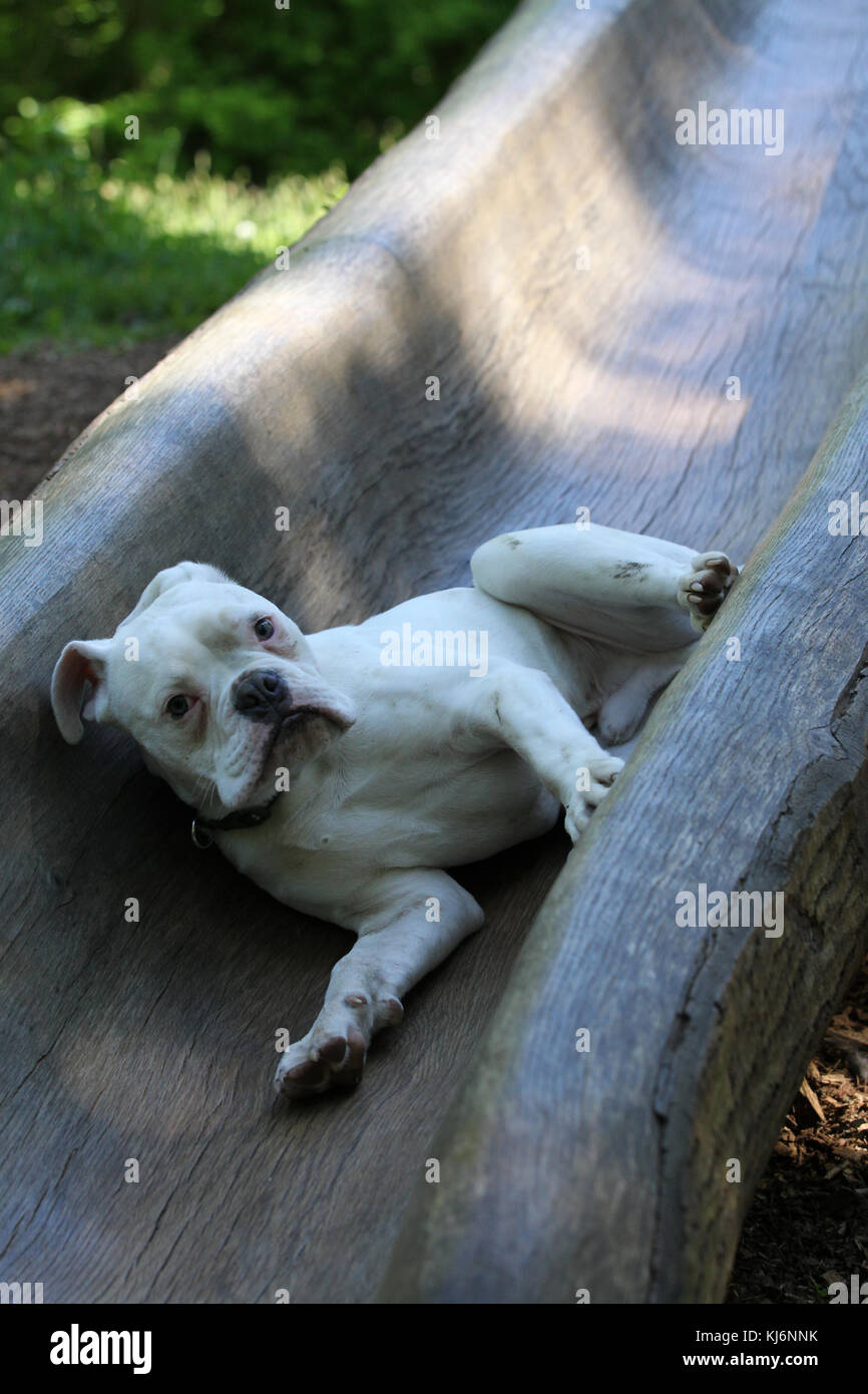 Old Tyme Bulldog sliding down slide Stock Photo - Alamy