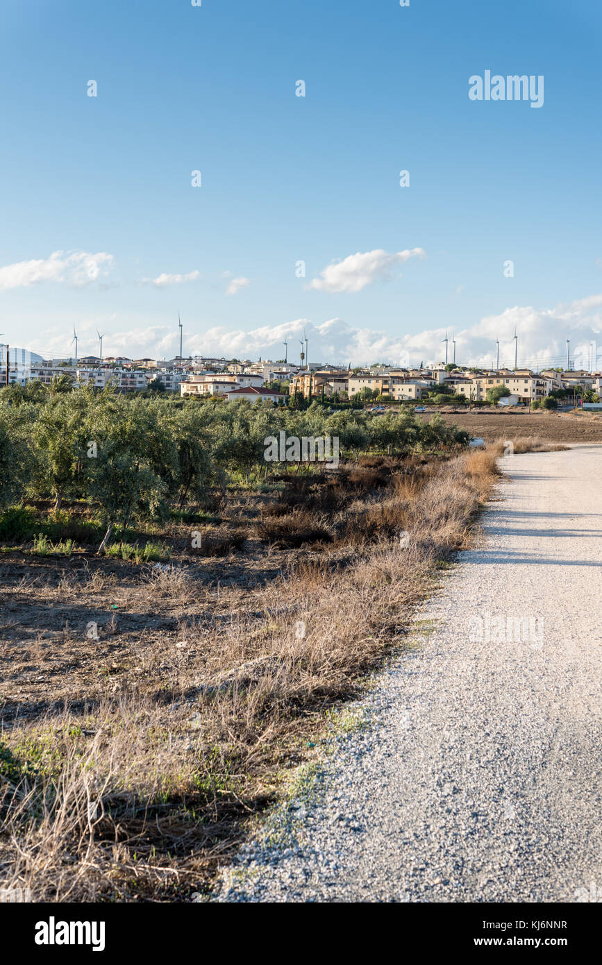 Olive trees in rural Cyprus village - Kiti Stock Photo - Alamy