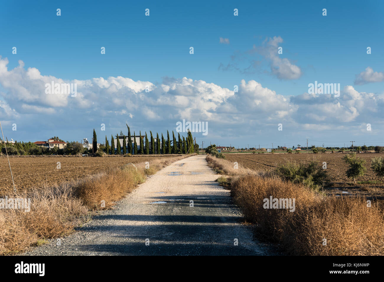 Olive trees in rural Cyprus village - Kiti Stock Photo - Alamy