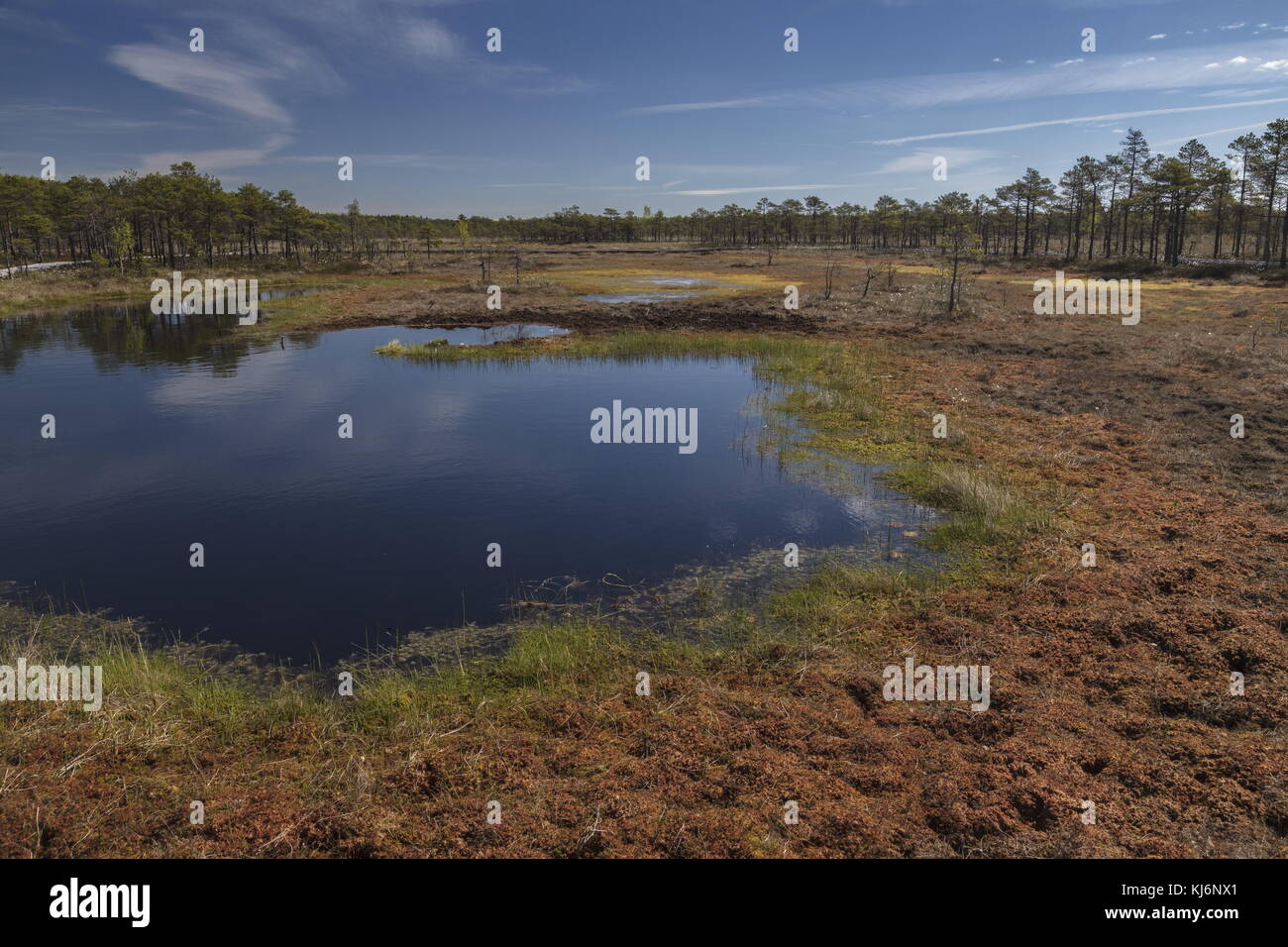 Bog conservation hi-res stock photography and images - Alamy
