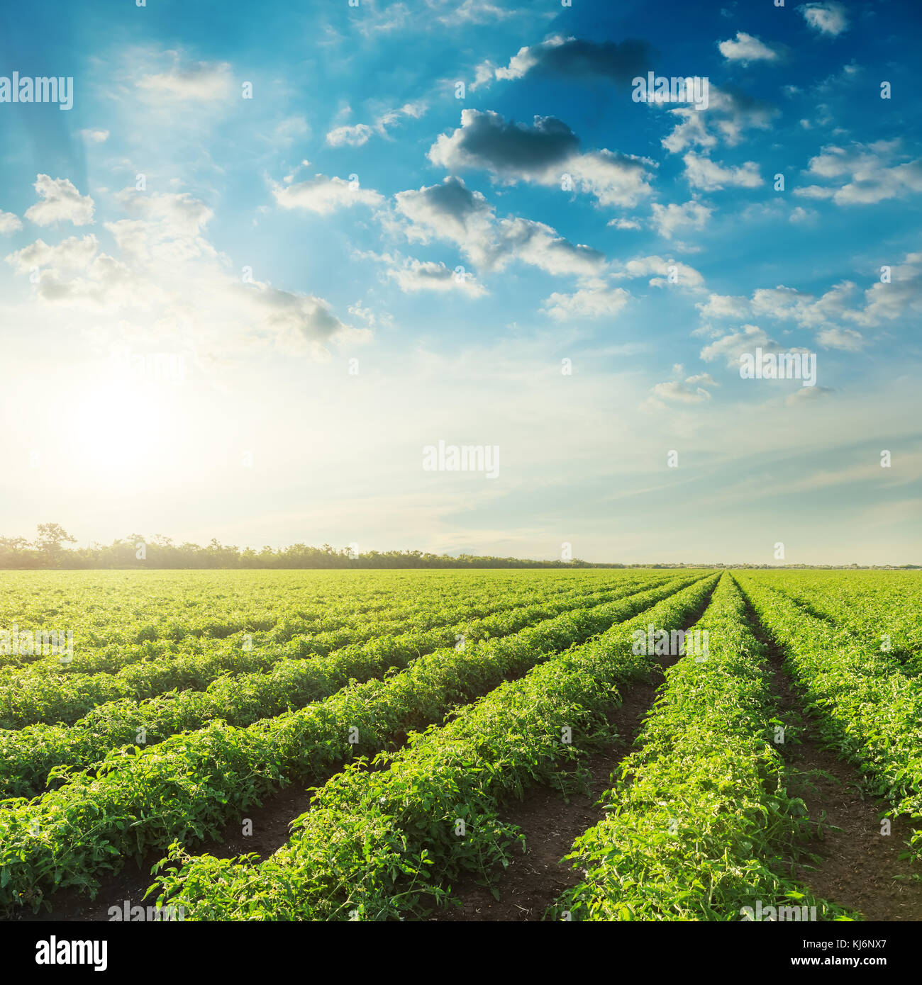 agriculture field with tomatoes and blue sky with clouds in sunset ...