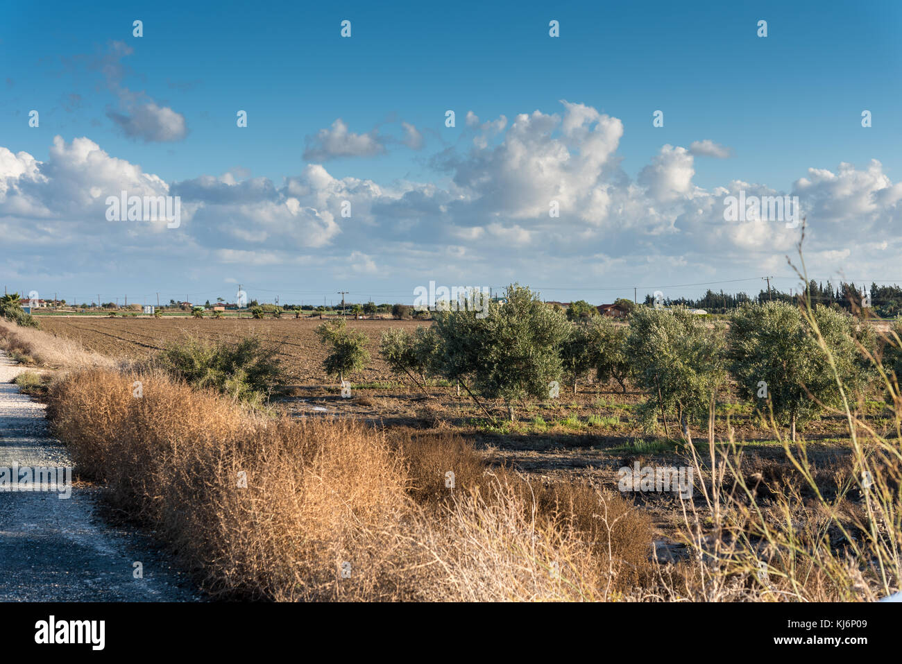 Olive trees in rural Cyprus village - Kiti Stock Photo - Alamy