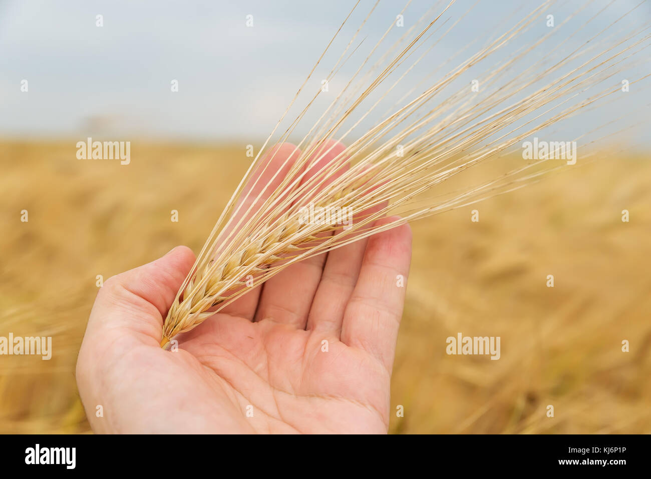 golden crop in farmers hand over field Stock Photo - Alamy