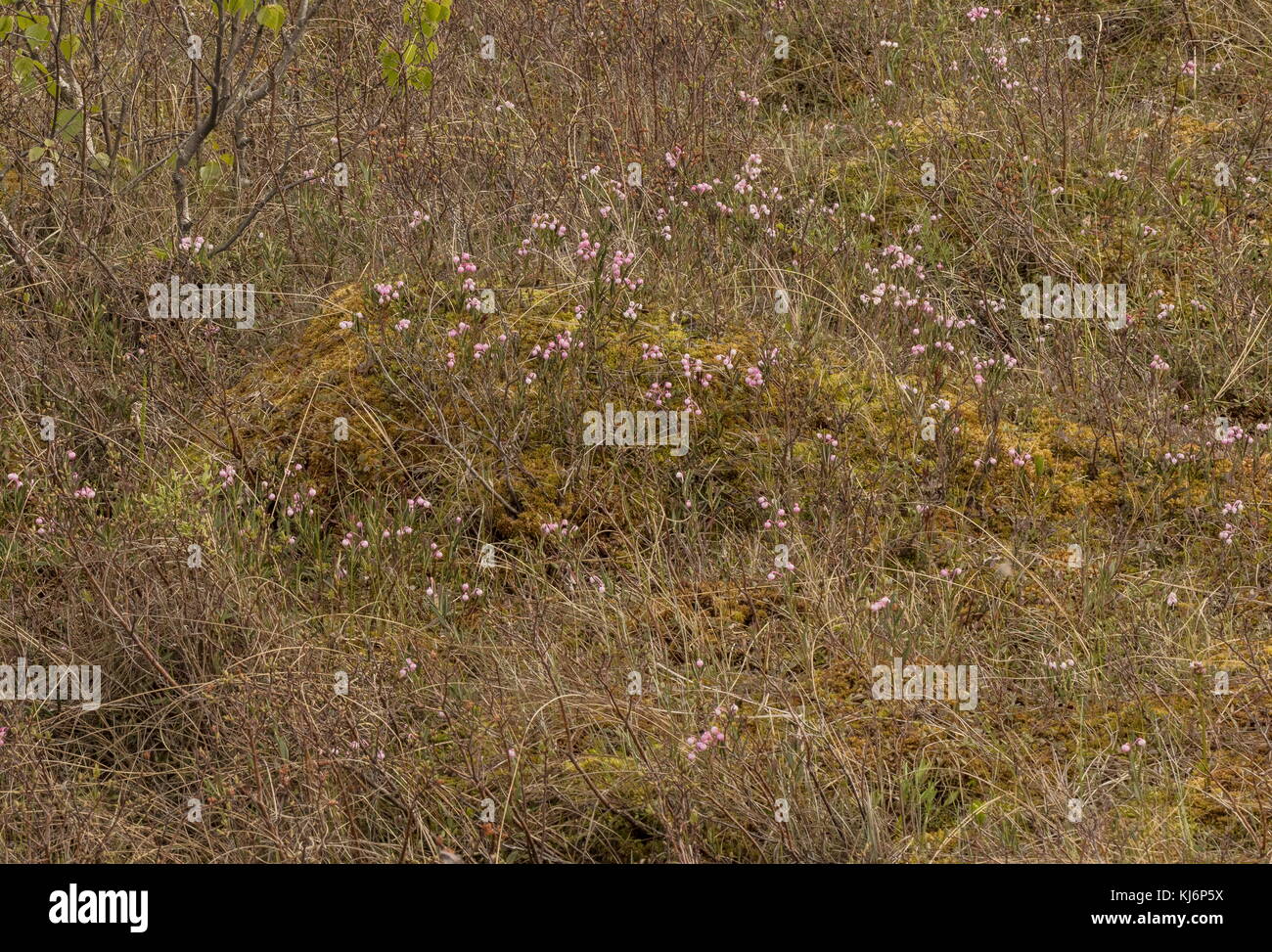Bog Rosemary, Andromeda polifolia in flower on bog surface; Tuhu ...
