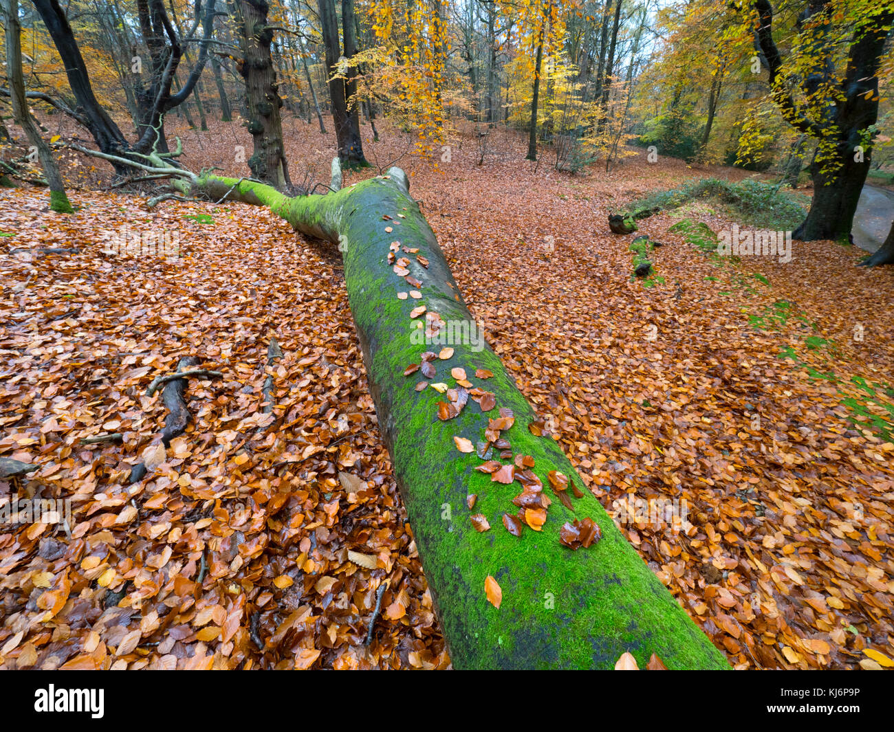 Autumn beech woodland at the Lion's mouth Felbrigg North Norfolk Stock ...